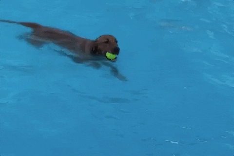Summer Fun Swimming GIF by Nebraska Humane Society - Find & Share on GIPHY