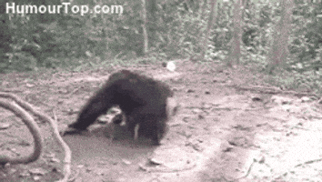 Monkeys S GIFs - Get the best GIF on GIPHY