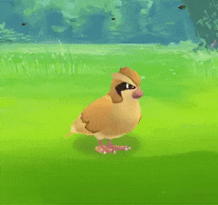 Ahahaha The Pidgey GIFs - Get the best GIF on GIPHY