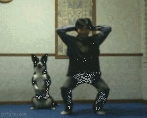 Dog Gym GIFs - Get the best GIF on GIPHY