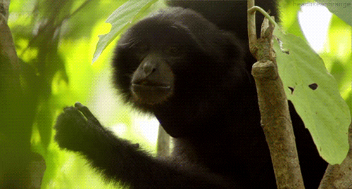 Ape Gibbon GIF by Head Like an Orange - Find & Share on GIPHY