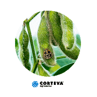 Corteva Brasil GIFs on GIPHY - Be Animated