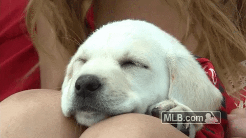 Sport Dog GIF by MLB - Find & Share on GIPHY