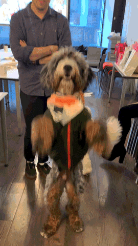 Baodoodle GIFs - Get the best GIF on GIPHY