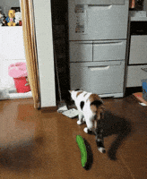 Cats vs Cucumbers by Entertainment GIFs | GIPHY