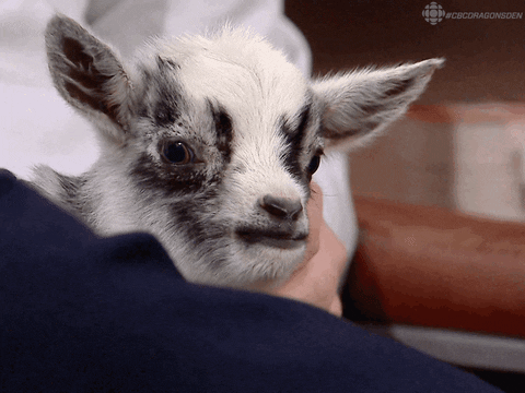 Baaah GIFs - Get the best GIF on GIPHY