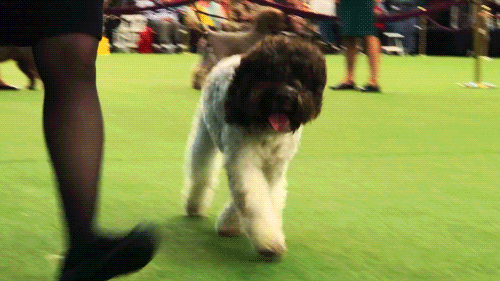 Dog Show GIF by Westminster Kennel Club - Find & Share on GIPHY