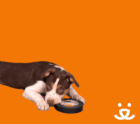 cute, omg, adopt, foster, save them all, best friends animal society ...