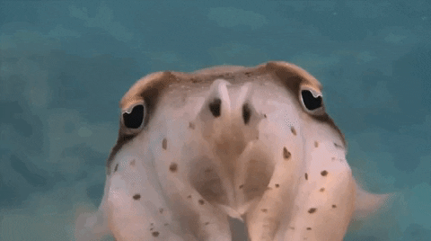 Love You Hello GIF by California Academy of Sciences - Find & Share on ...
