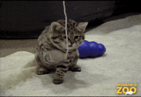 Cats Playing With String