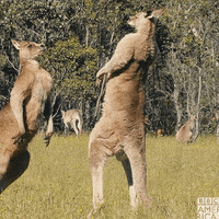 Kangaroo Punch Gif