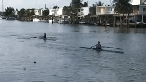 Florida GIF - Find & Share on GIPHY