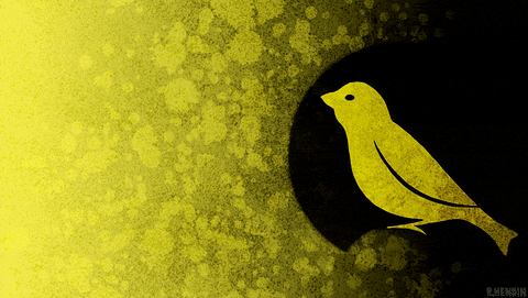 The Canary GIFs - Get the best GIF on GIPHY