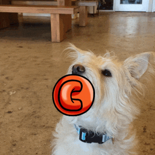 New trending GIF tagged dog sheldon huber via… | Trending Gifs