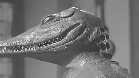 Explore Alligator Search Angry