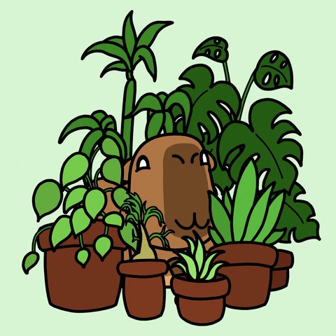 Pothos GIFs - Get the best GIF on GIPHY