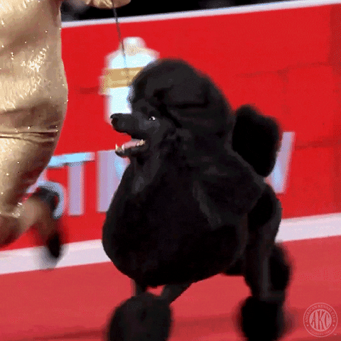 Siba-the-standard-poodle GIFs - Get the best GIF on GIPHY
