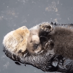 Otter Love GIFs - Get the best GIF on GIPHY