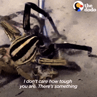 Wolf Spider With Babies Gif