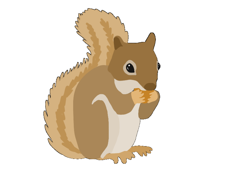 Squirrel Sticker for iOS & Android | GIPHY