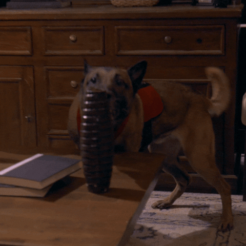 Dog GIF by A&E - Find & Share on GIPHY