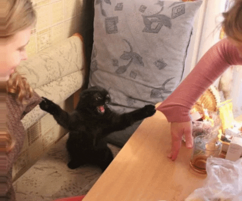 Make It Stop Cat Gif