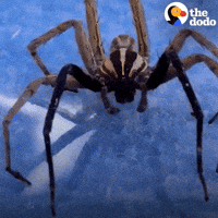 Terrifying Spiders Gif