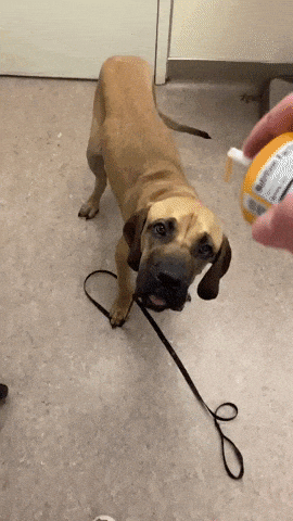 Slow Motion Eating GIF by JustViral - Find & Share on GIPHY