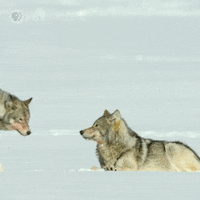 Wolf Playing Gif
