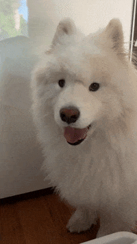 Samoyed Smile Gif