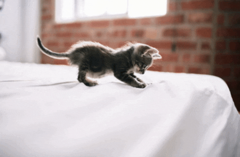 Cat Kitty GIF by Kraken Images - Find & Share on GIPHY