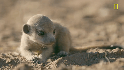 Hostile Planet: Deserts by National Geographic TV | GIPHY