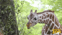 Giraffes Fighting Gif