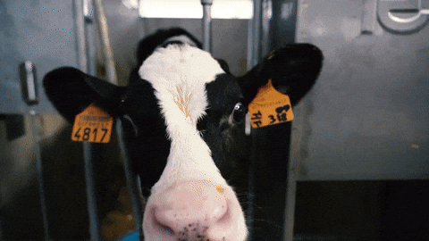 Livestock GIFs - Find & Share on GIPHY