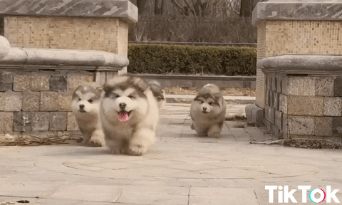 Puppy Hello GIF by TikTok - Find & Share on GIPHY