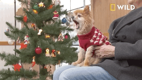 Dog In A Sweater GIFs - Get the best GIF on GIPHY