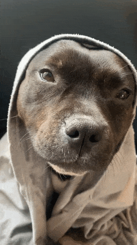 Staffy GIFs - Get the best GIF on GIPHY