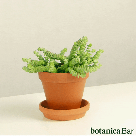 botanica.Bar GIF - Find & Share on GIPHY