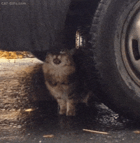 Excited Cat In Car Gif
