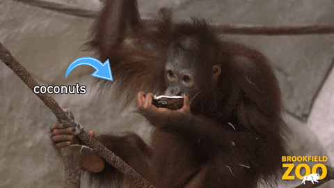 Monkey Snack GIF by Brookfield Zoo - Find & Share on GIPHY