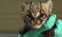 Ocelot Kitten Gif