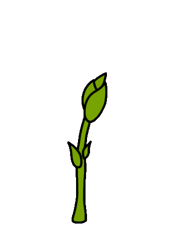 Flower Growing Gif