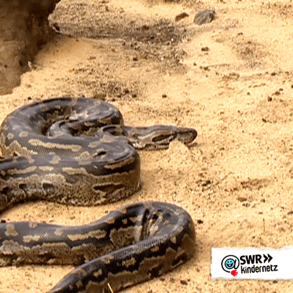 Python-snake GIFs - Get the best GIF on GIPHY