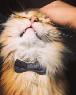 Cat Petting GIFs - Get the best GIF on GIPHY