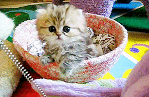 Nodding Cat GIFs - Find & Share on GIPHY