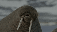 Walrus Gif