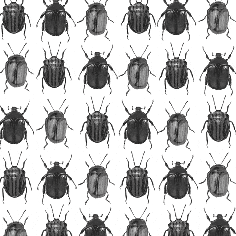 Black Beetles GIFs - Get the best GIF on GIPHY