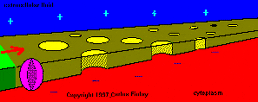 Action Potential GIFs - Find & Share on GIPHY