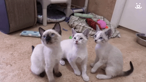Kitten Break by Best Friends Animal Society | GIPHY