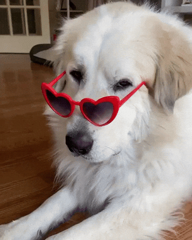 cute, dog, heart sunglasses – GIF